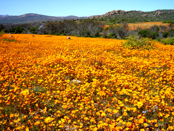 Namaqualand | Middle Europe