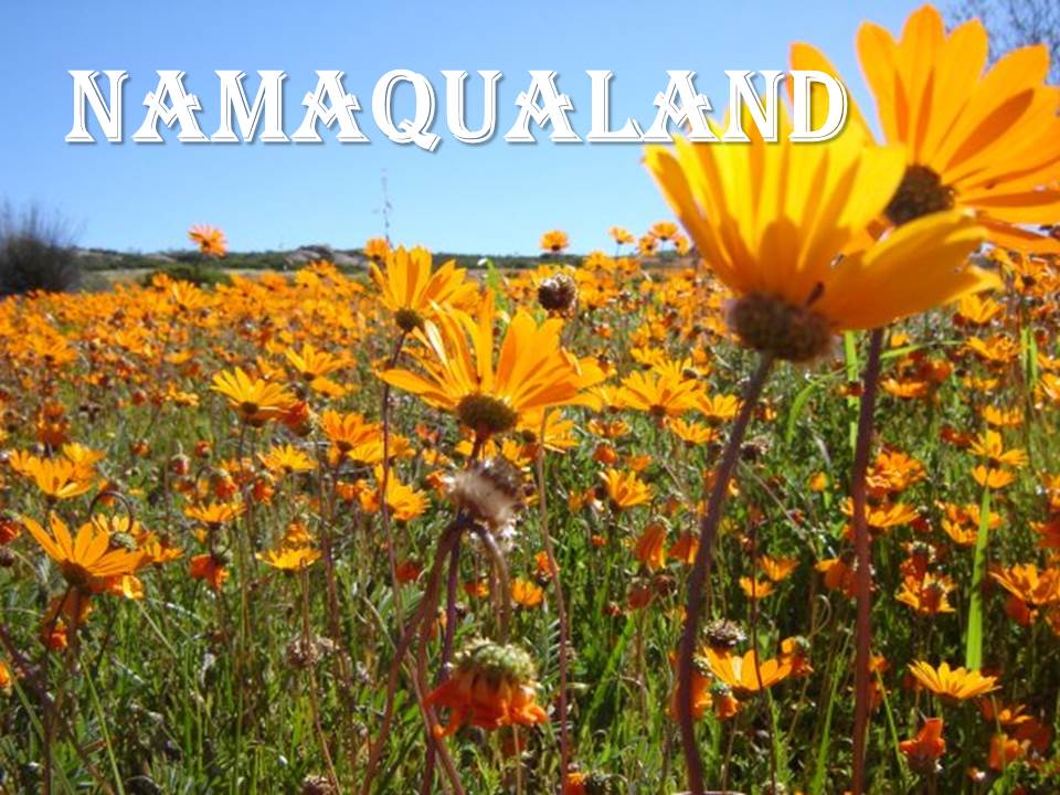 Namaqualand | Middle Europe