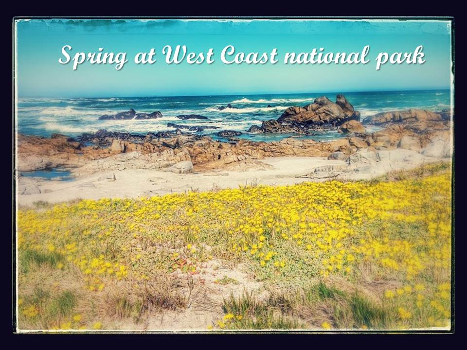 Spring at West Coast national park (+ Langebaan and Club Mykonos ...