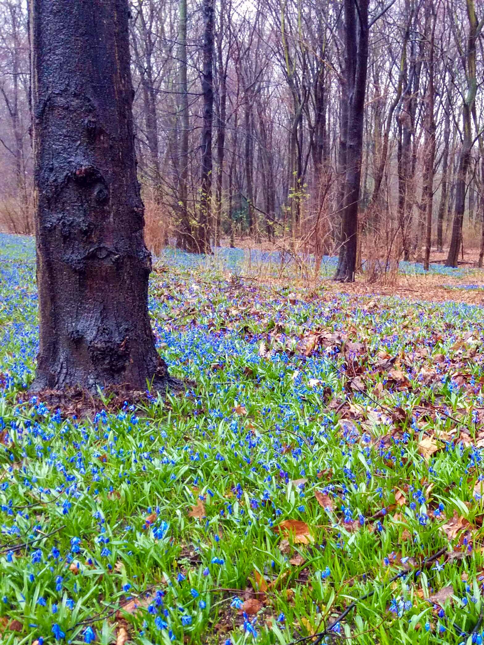 Spring bluebells | Middle Europe