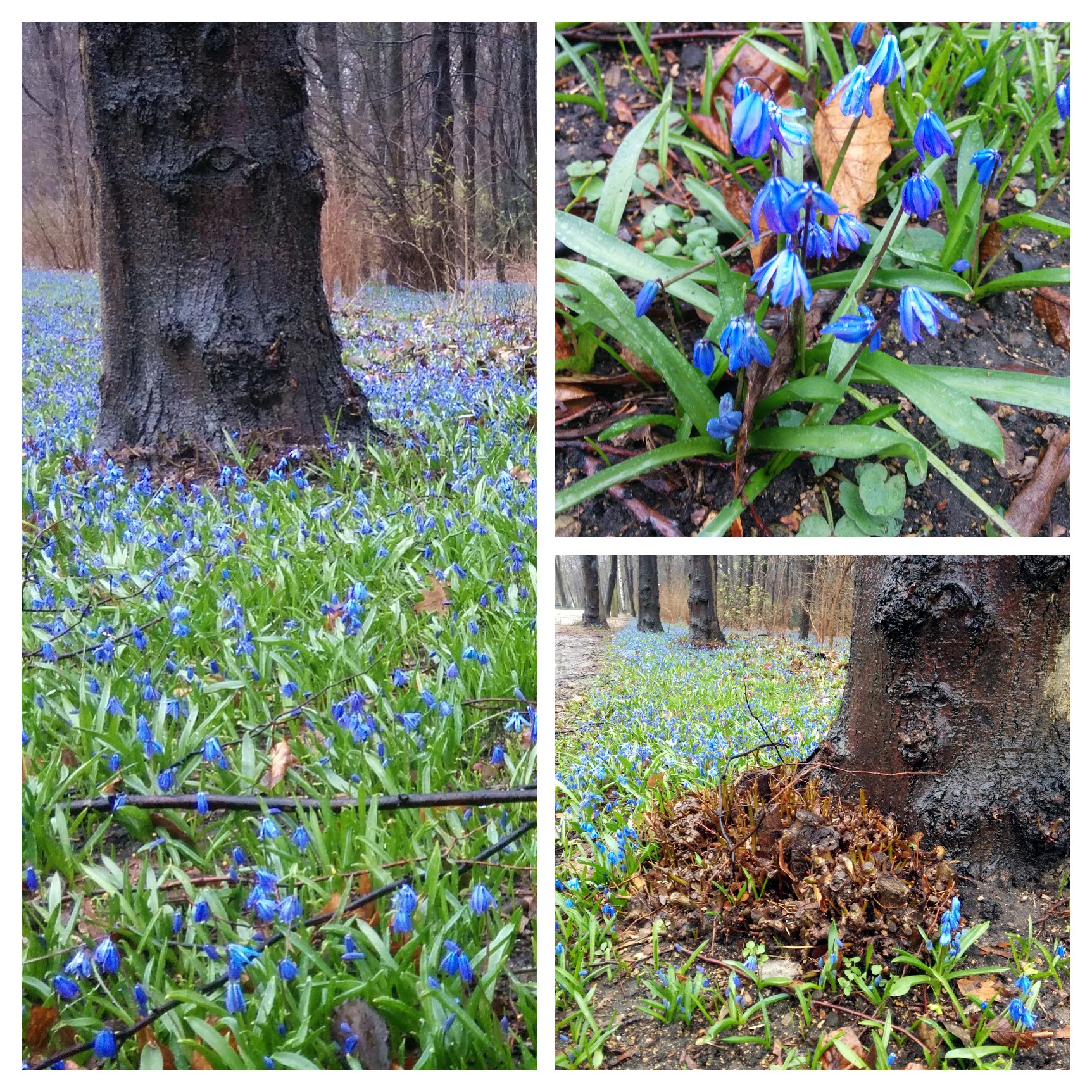 Spring bluebells | Middle Europe